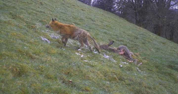 Présence d’un renard galeux sur la commune – Commune de CHATEAU